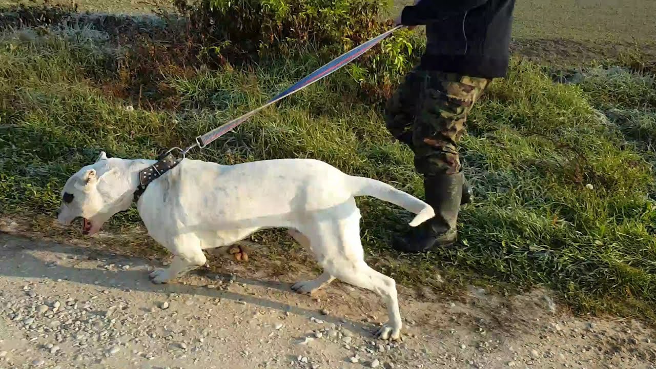 Συνελήφθη 45χρονος που νοίκιαζε τον σκύλο του για βόλτες σε πολίτες ...