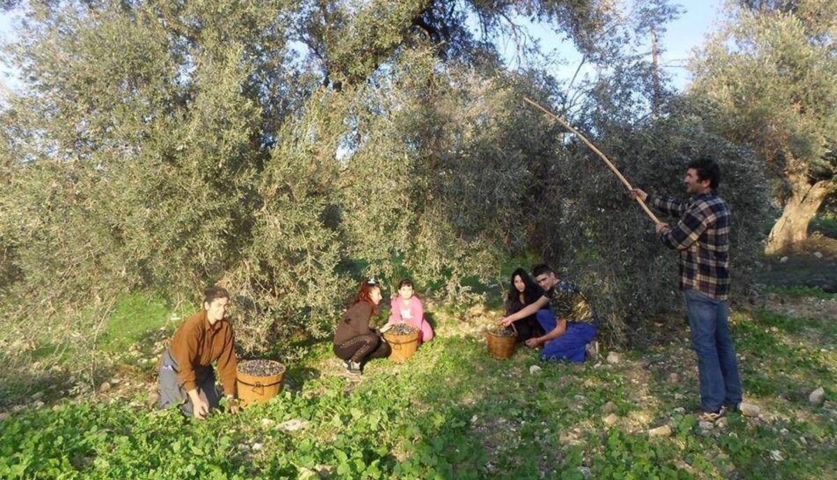 67% αύξηση στις εξαγωγές προϊόντων ελιάς αναμένεται ως το τέλος του ...