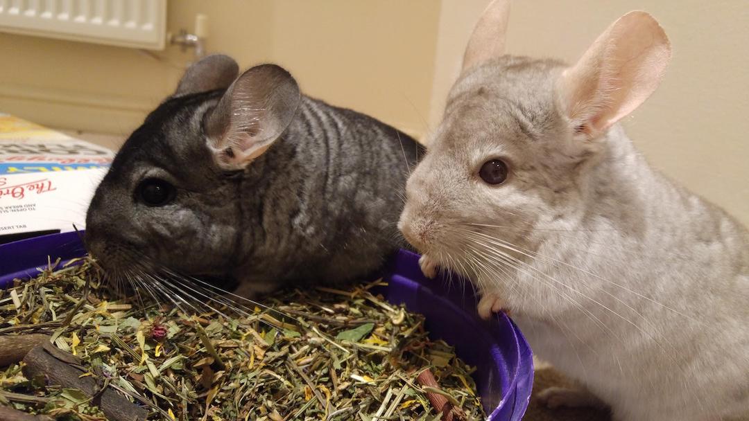 Τσιντσιλά αγόρασε ο Αλέξης Τσίπρας • Το Κουλούρι