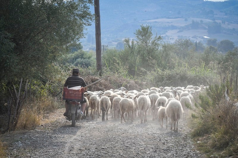 Μόνο με SMS θα επιτρέπεται να κυκλοφορούν τα αιγοπρόβατα μετά την ...
