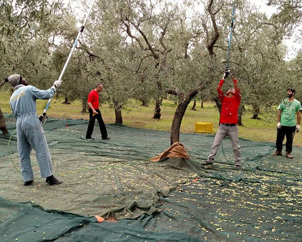 Για έκτη συνεχόμενη χρονιά Αθηναίος ενοχλεί τους ντόπιους καθώς ...