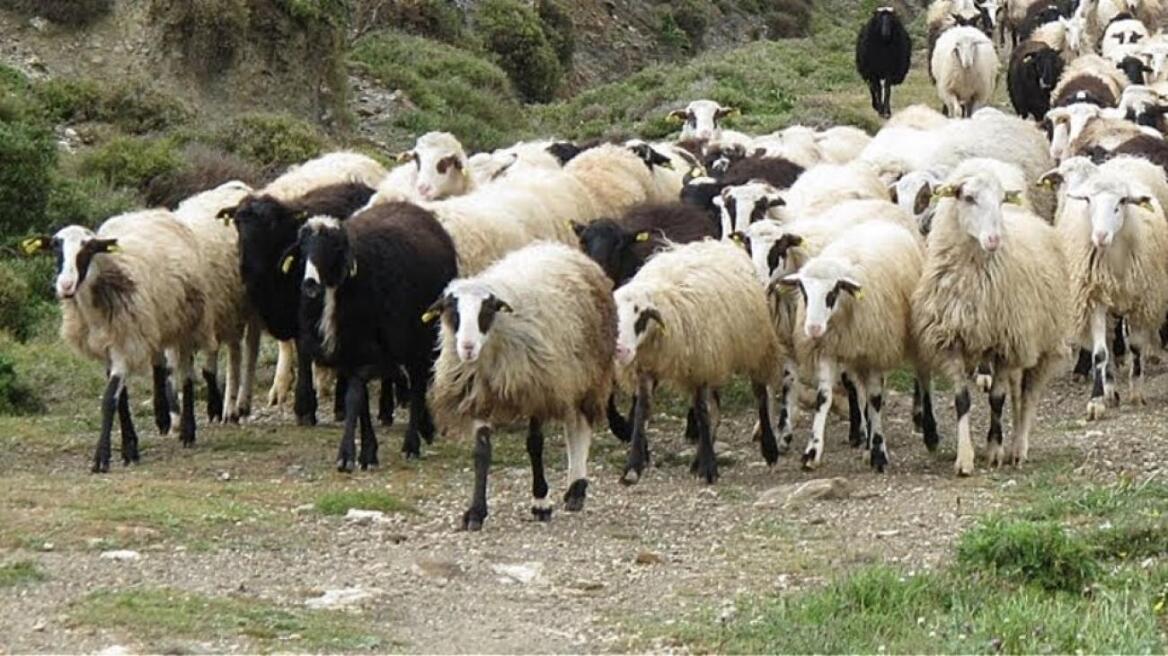 ΟΠΕΚΕΠΕ: 4.000.000 χαμένα αιγοπρόβατα εντοπίστηκαν στο Κουρταλιώτικο ...